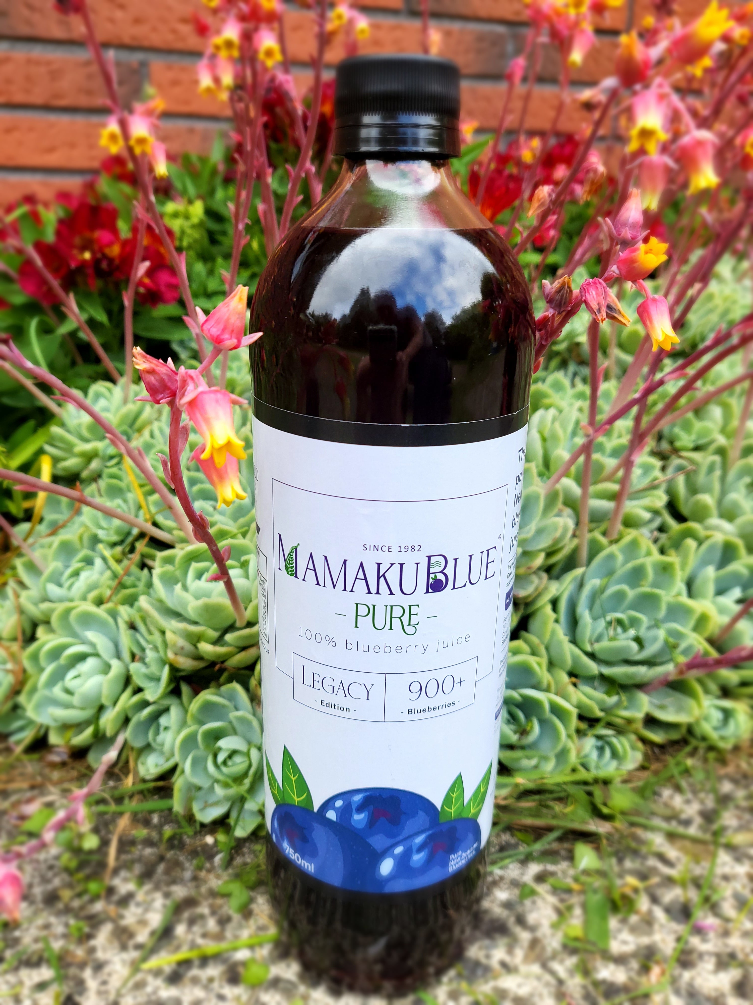 Pure Blueberry Juice | Fresh Blueberry Juice | Mamaku Blue - NZ