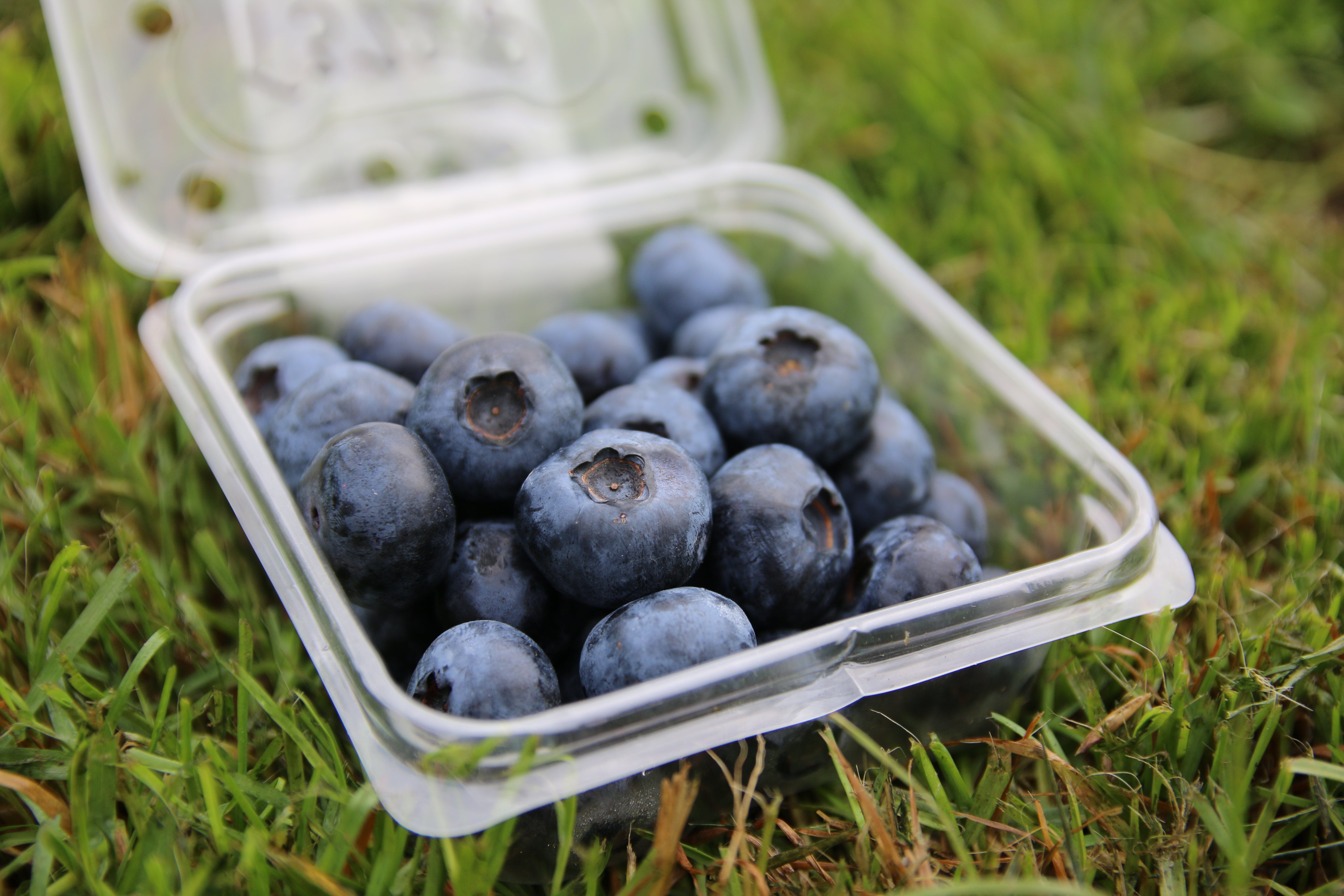 Fresh Blueberries | Mamaku Blue - NZ